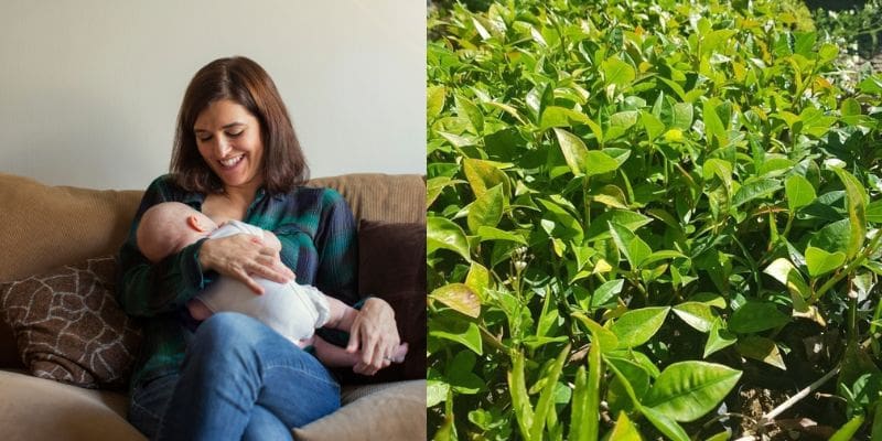 Características del Ixbut, planta que se cultiva en Guatemala | Aprende Guatemala.com